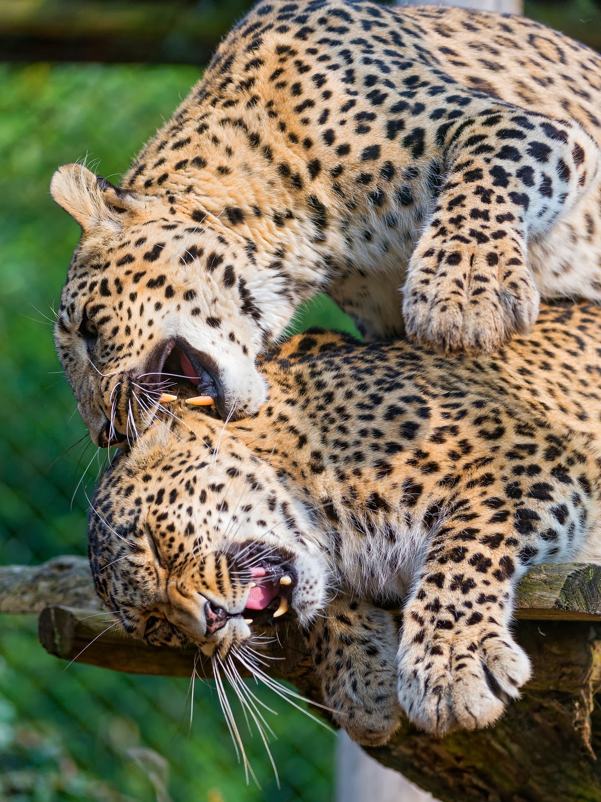 Animalia: Espécies: Leopardo Africano