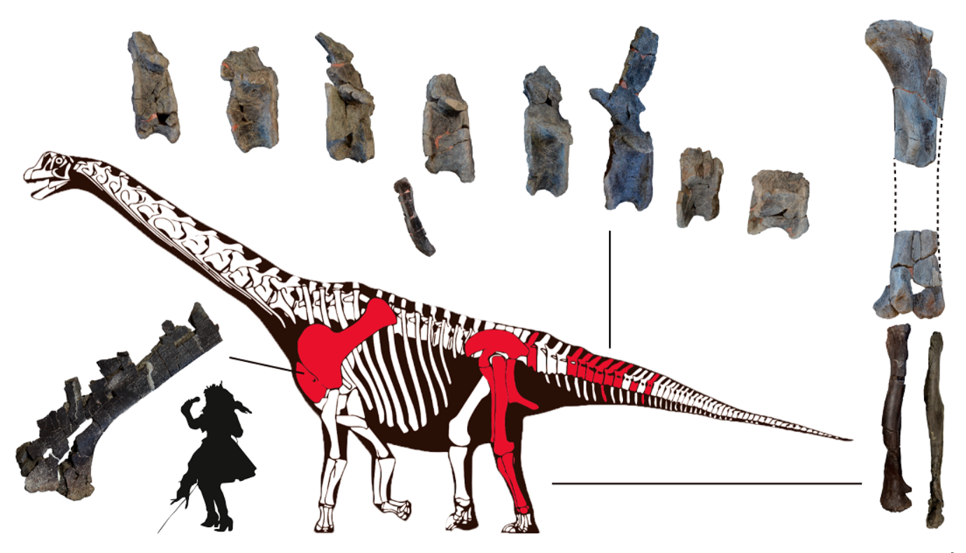 Species New to Science: [Paleontology • 2019] Oceanotitan dantasi • A ...