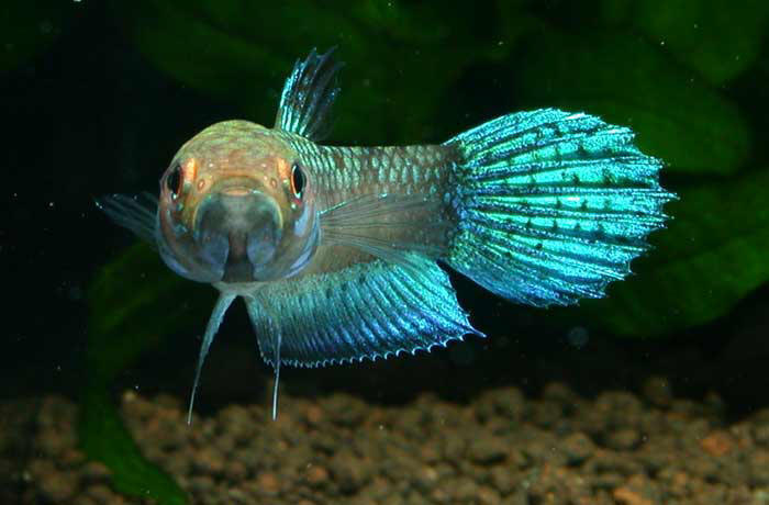 One Spot Mouthbrooder - Betta unimaculata ~ Nice Betta