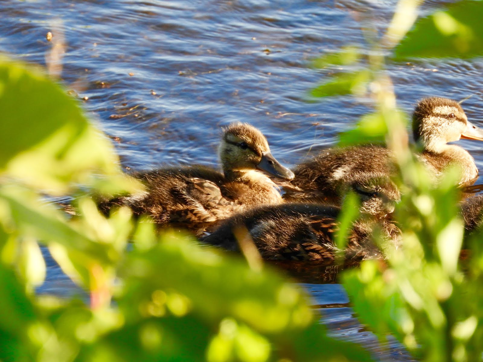 It's All About Purple: Ducklings And Other Things