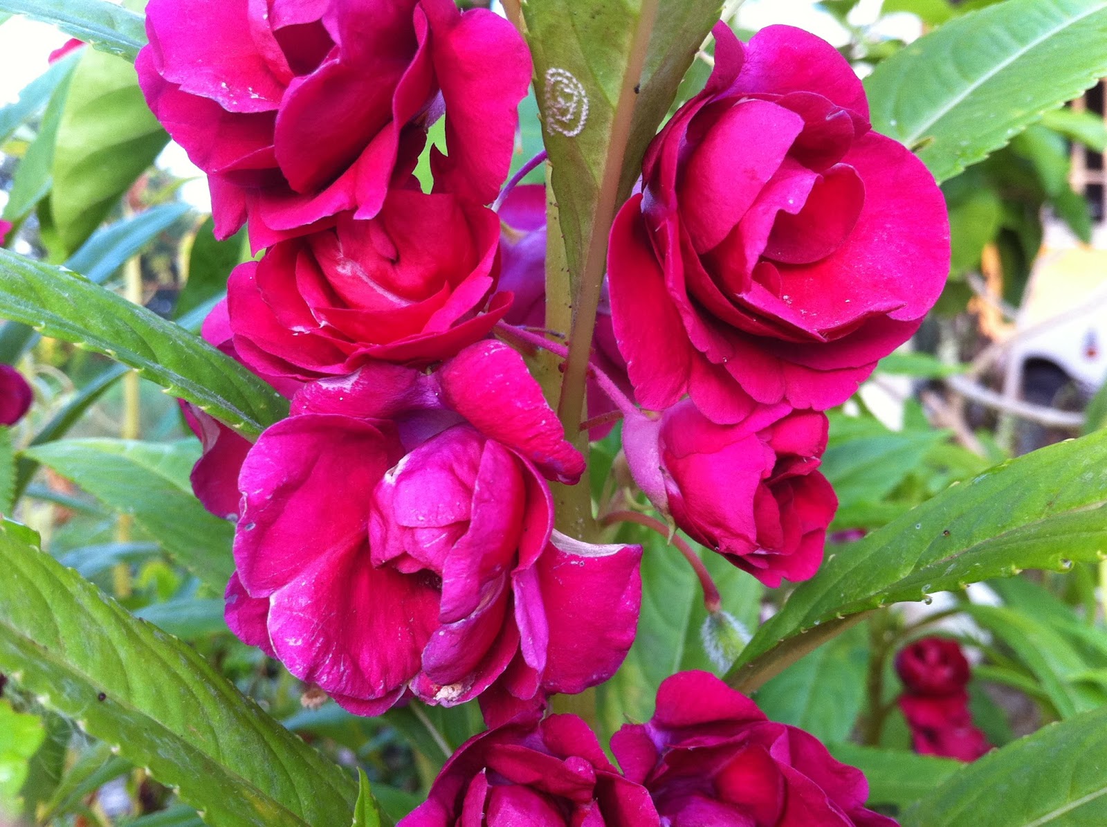 Terpopuler 27+ Bunga Keembung