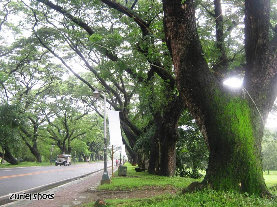 Zuriel Shots: UP Sunken Garden
