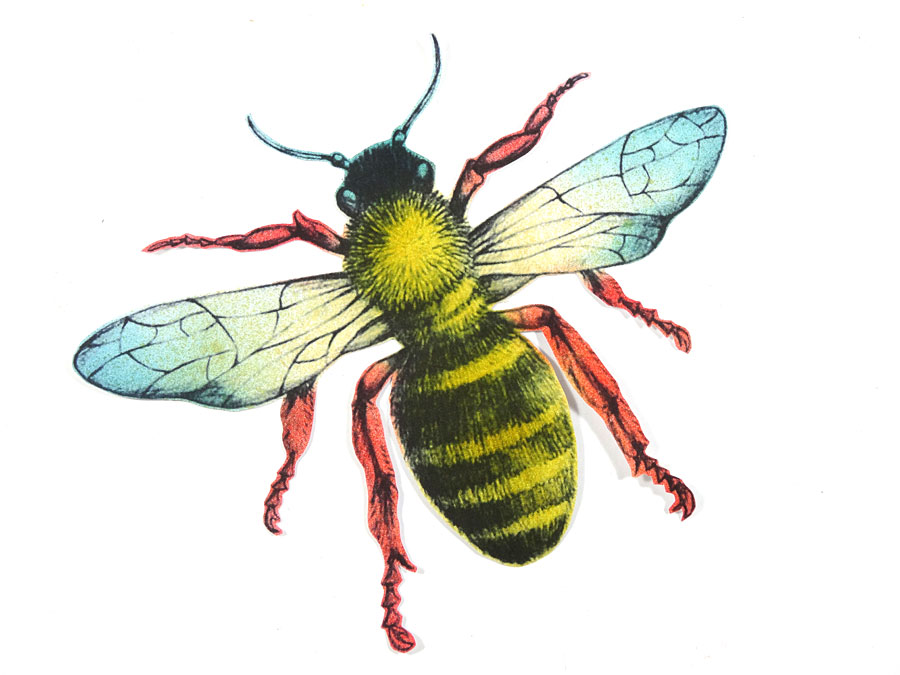 Creative Carte Blanche - Winged Things