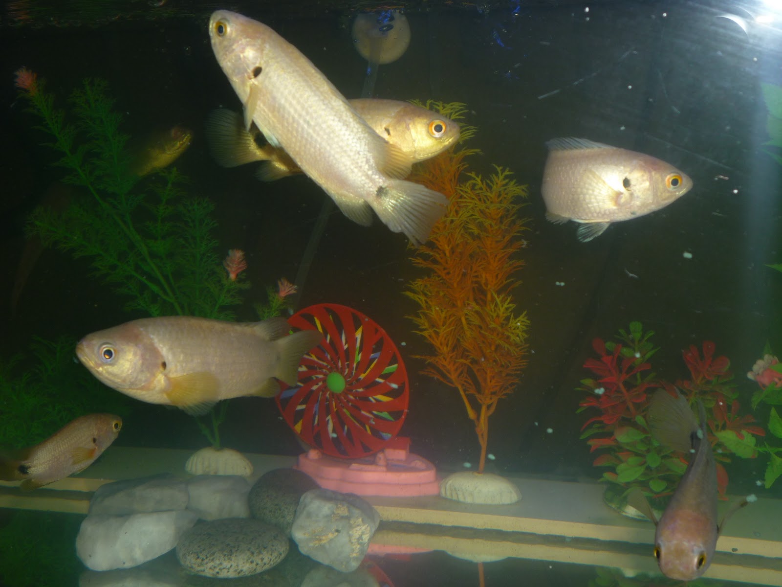 Nota Tercicir...: Pelihara ikan air tawar (payau)