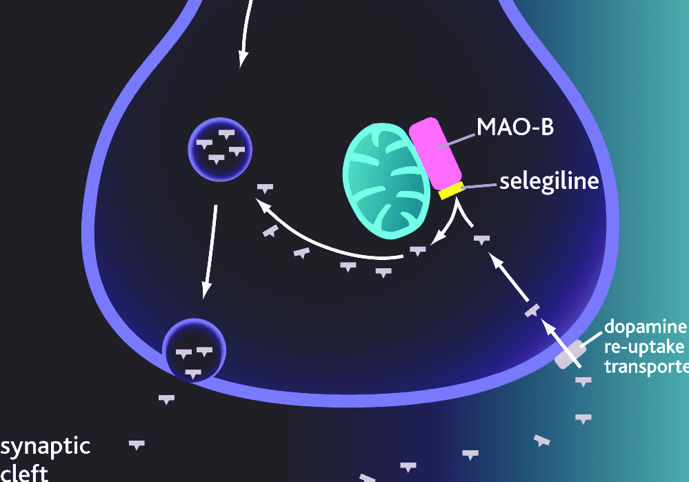 Monoamine Oxidase Inhibitor - Mao Inhibitors Diet