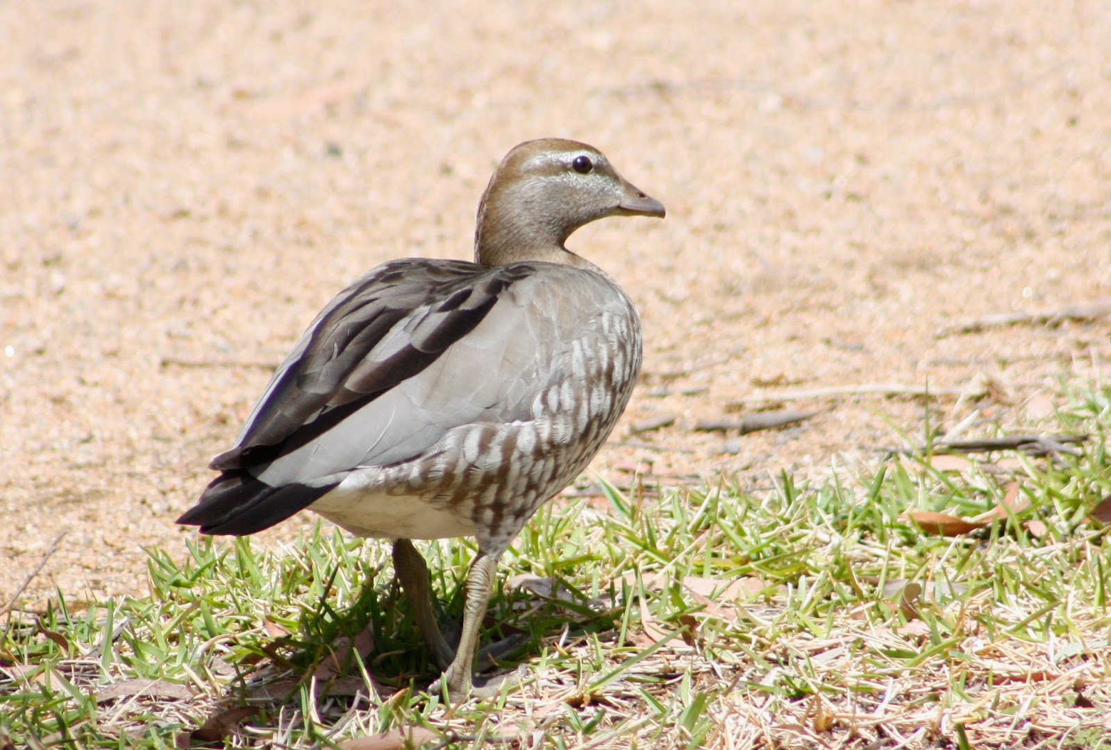 I am a liminal being: STANDING DUCKS