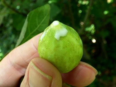 5 Acres & A Dream: Fig Sap Cheese