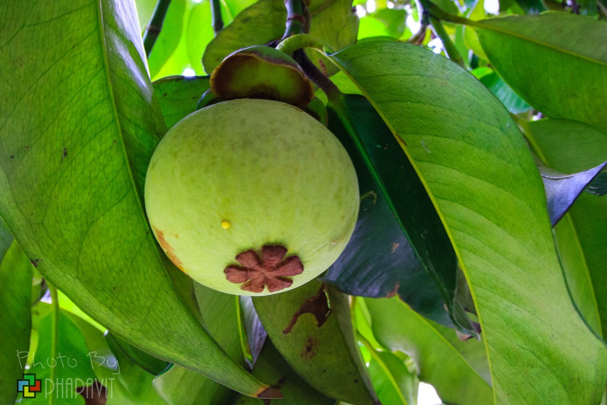 สวนสุภัทราแลนด์ (Suphattra Land) สวนบุฟเฟ่ต์ผลไม้ - ที่เที่ยวบล็อก