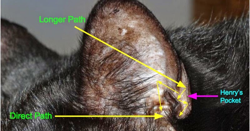 Blog About Cats Cat Ear Anatomy Henrys Pocket Why It Exists