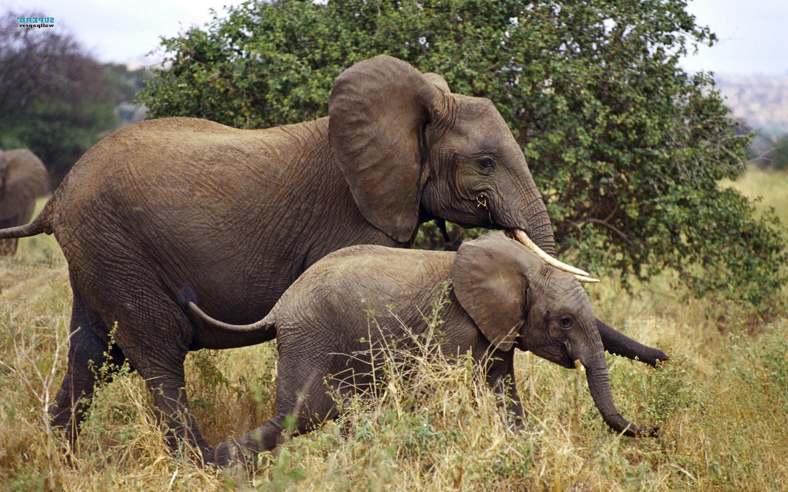 Olifanten Achtergronden | HD Wallpapers