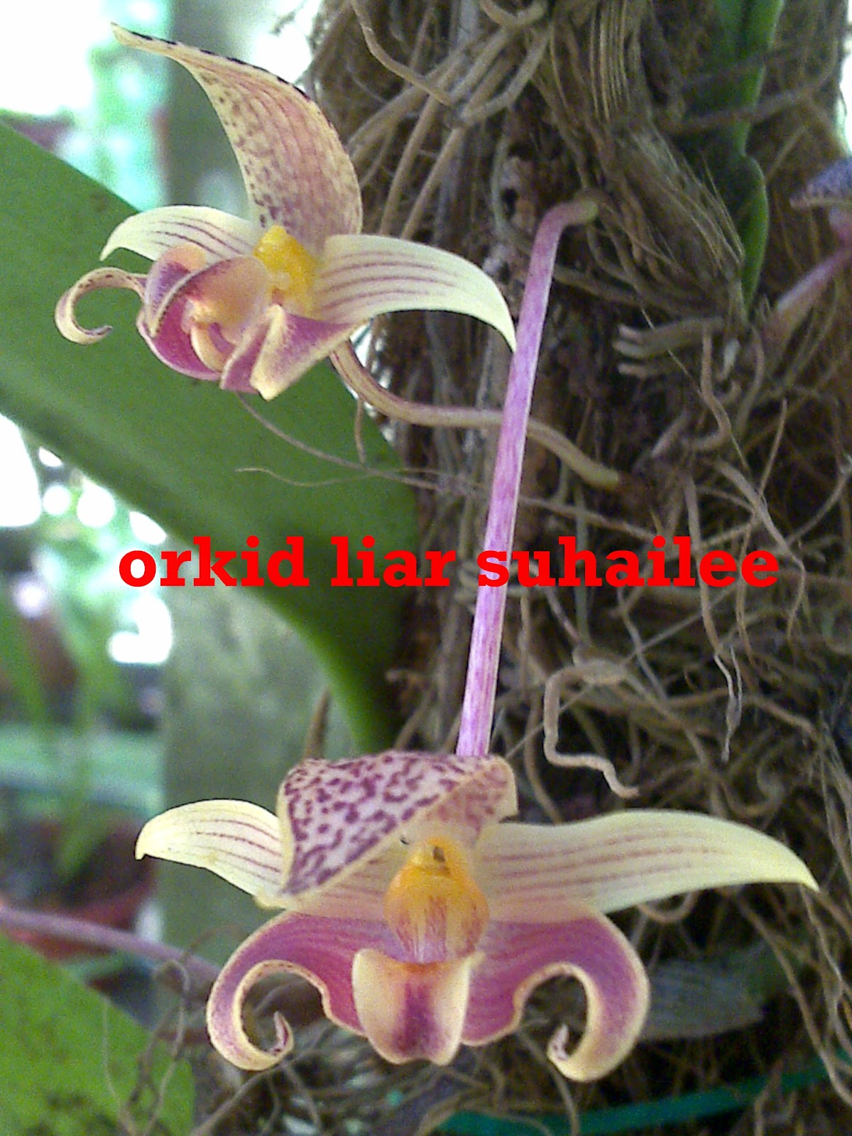 orkid liar : orkid liar / hutan dan kacukan