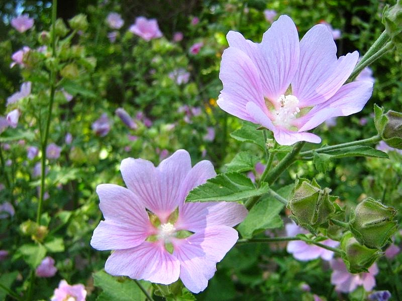Plant of the Day: Plant of the day is: Lavatera thuringiaca or tree ...