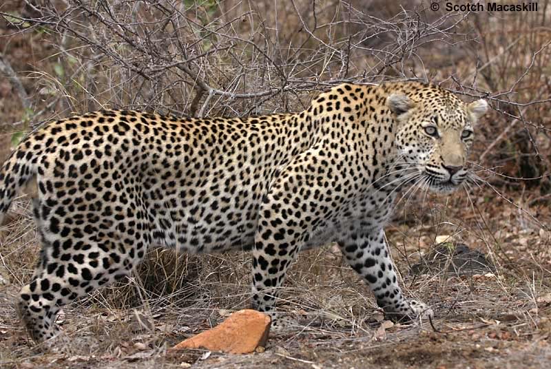 A Little Something About Animals: Jaguar or Leopard, whats the difference?