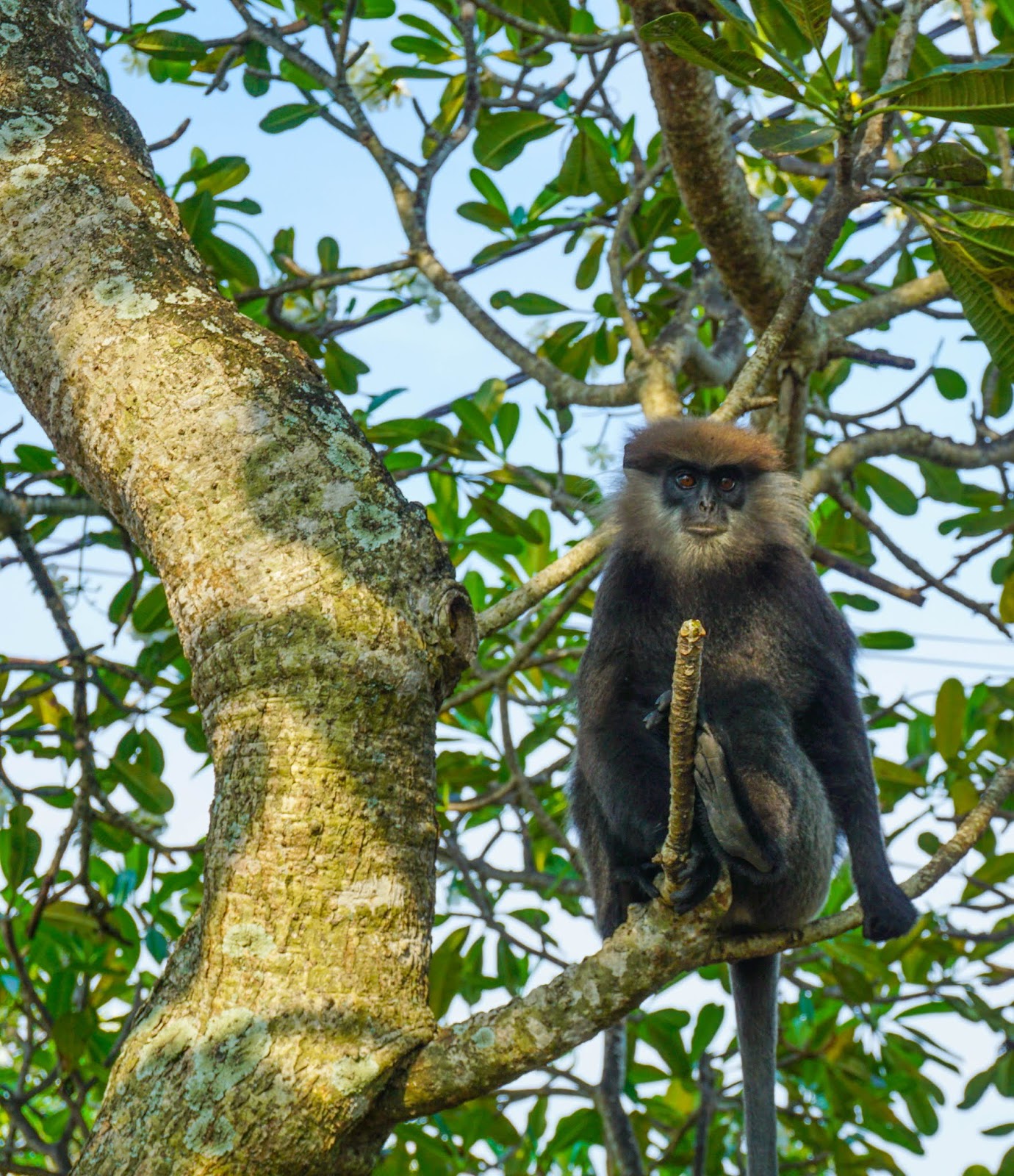 Cannundrums: Southern Purple-Faced Langur