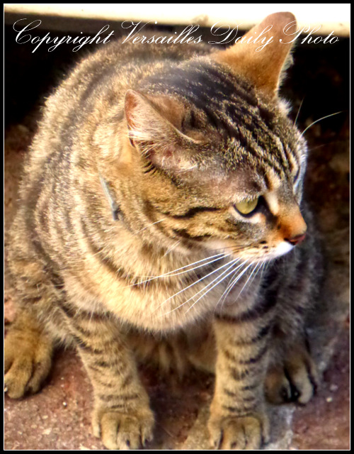 VersaillesDailyPhoto blog: Une rencontre brève... mais intense...