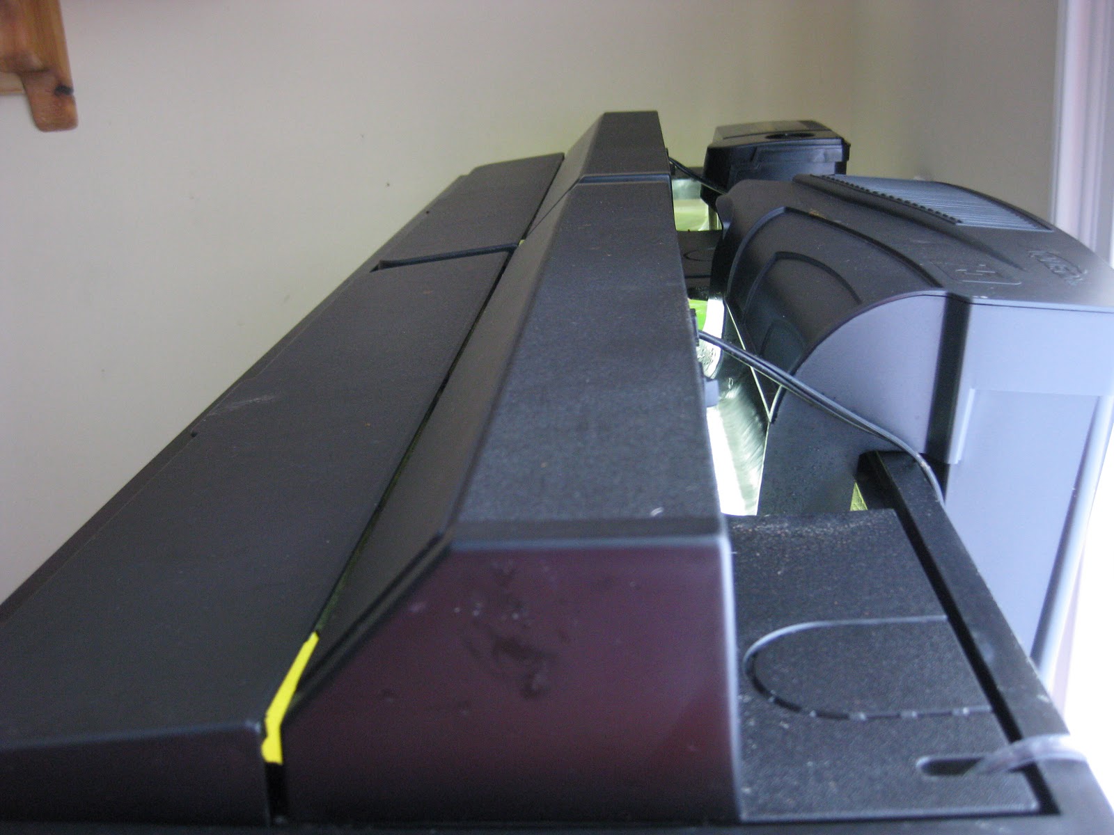 Yellow Bullhead Catfish Tank and Care