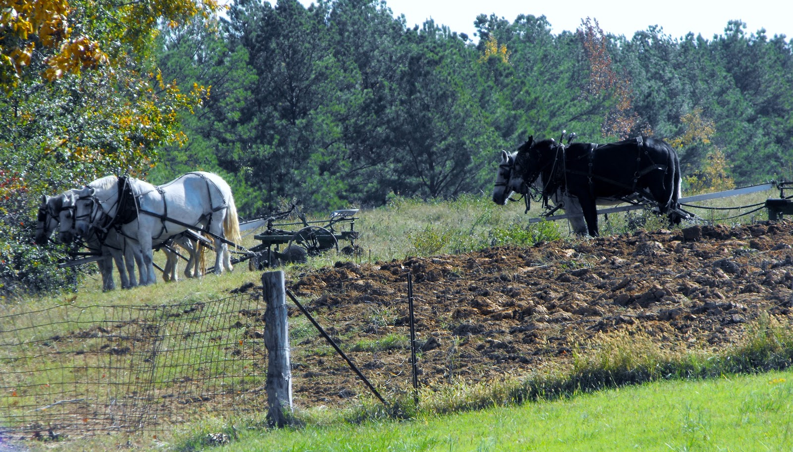 Southern Amish in West Tennessee: Working the fields