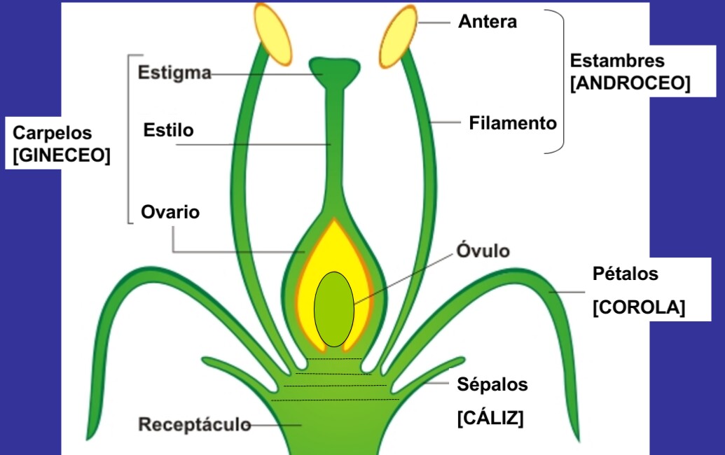 4. La Flor - Botánica integra