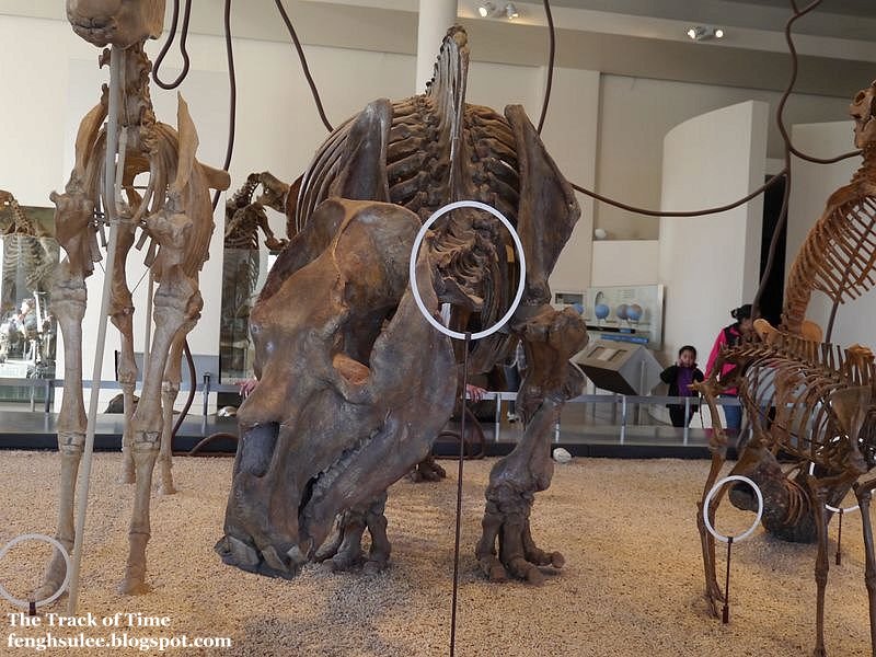 American Museum of Natural History - Primitive Mammals | The Track of Time