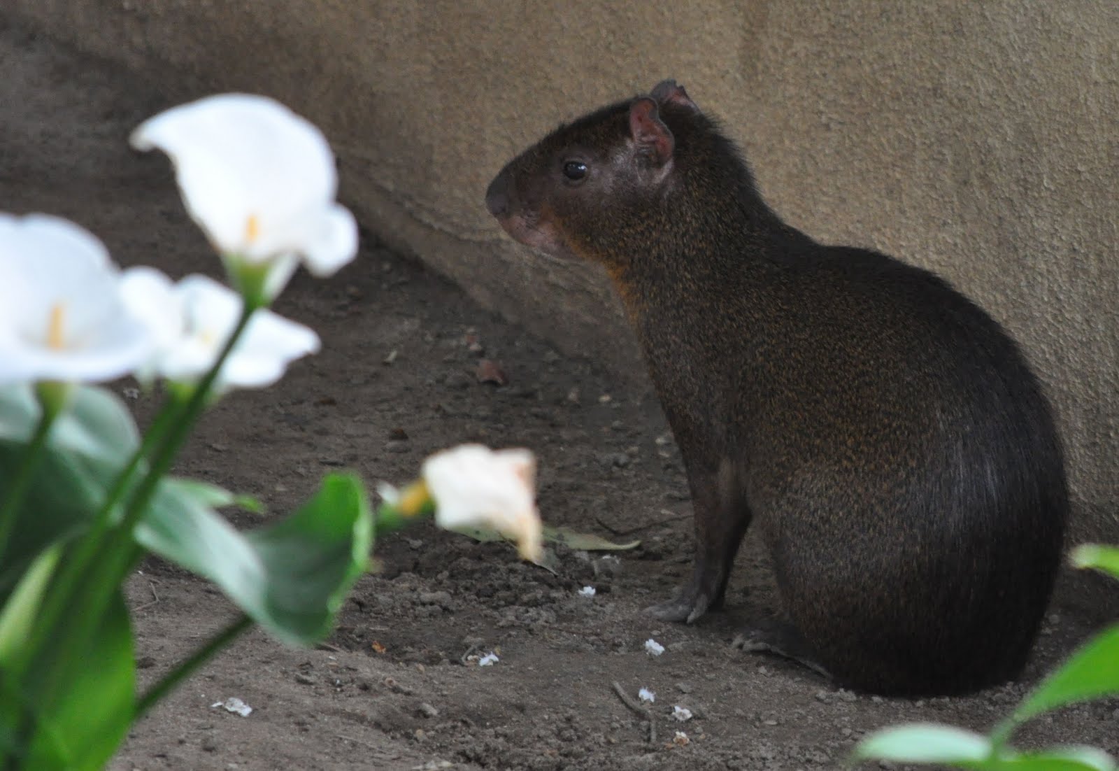 ZOOTOGRAFIANDO (6.100 ANIMALS): AGUTÍ CENTROAMERICANO / CENTRAL ...