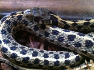 Mr. Smith's Classroom Corner: SNAKE: Our Class Pet