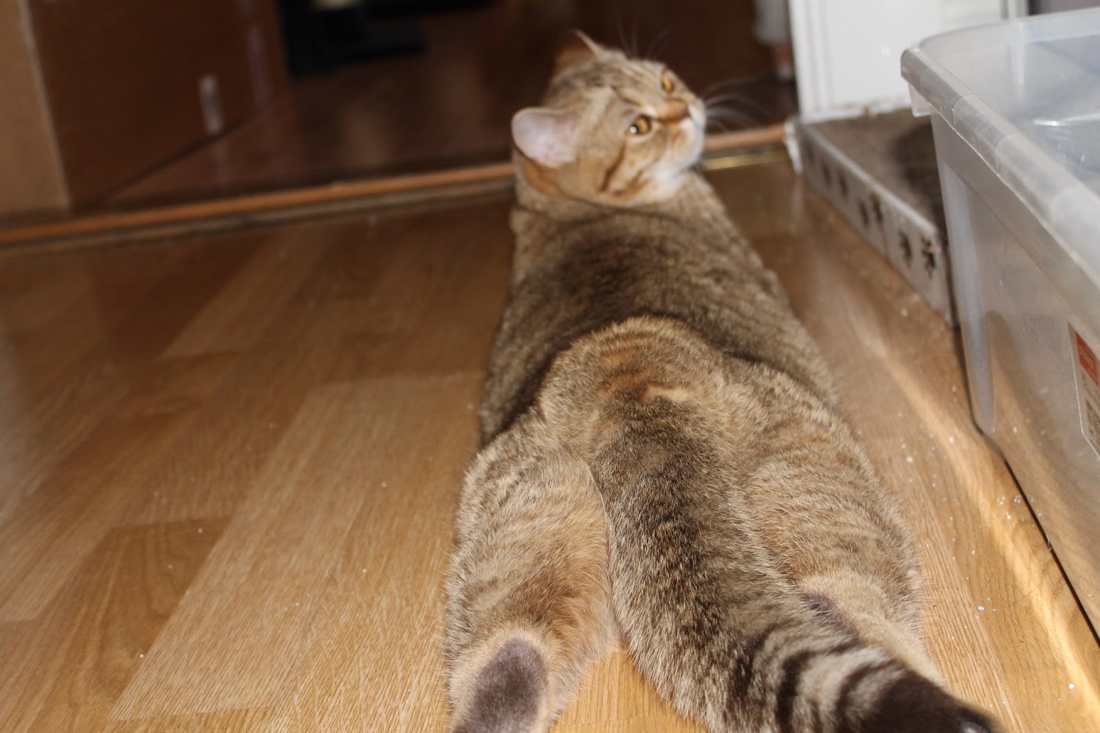 LizPaws: Platt katt och min nya klänning