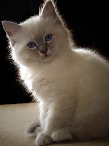 Valehto's Heliga Birma - Helig Birma, Katt, Katteri, Uppfödare, Lena ...