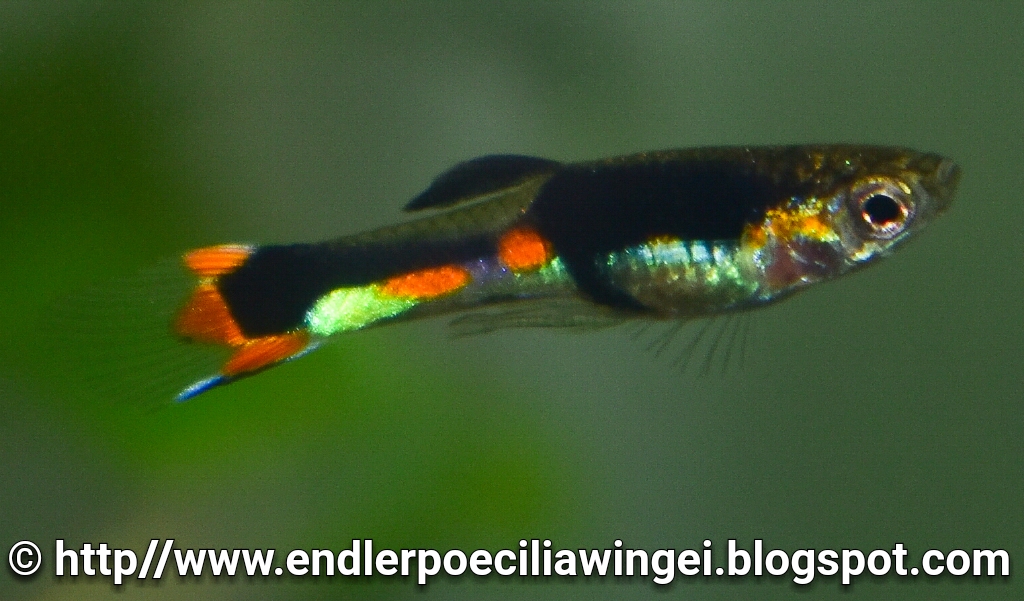 ENDLER POECILIA WINGEI Livebearers Cumana Area @endlerpoeciliawingei ...