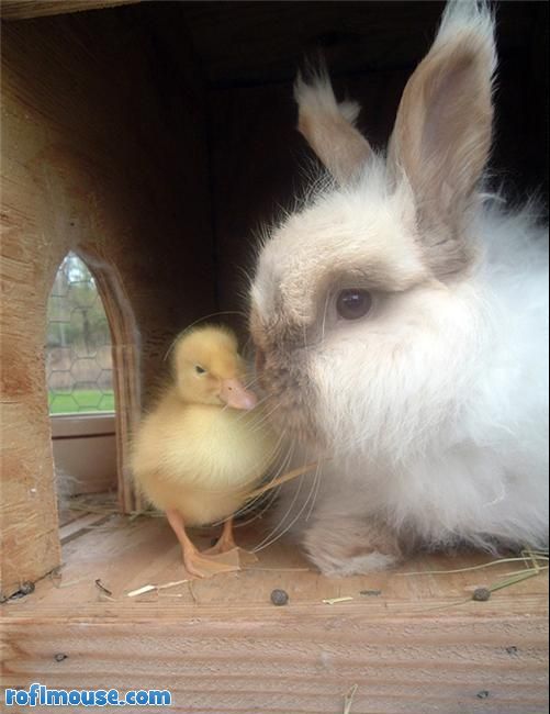 Funny adorable fluffy bunny images ~ unique animal wallpapers