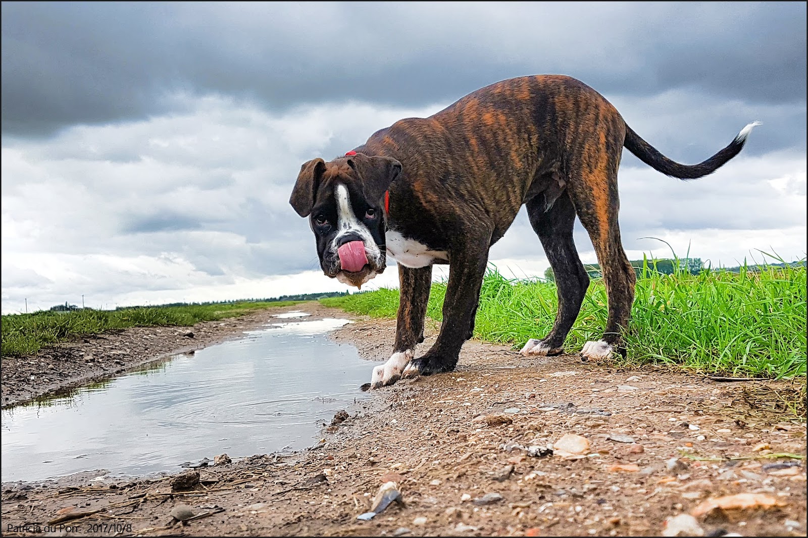Patricia du Pon: Plaspauze...