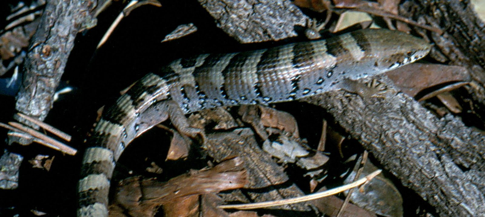 The Show and Tell Nature Blog: Time For a Reptile Fix