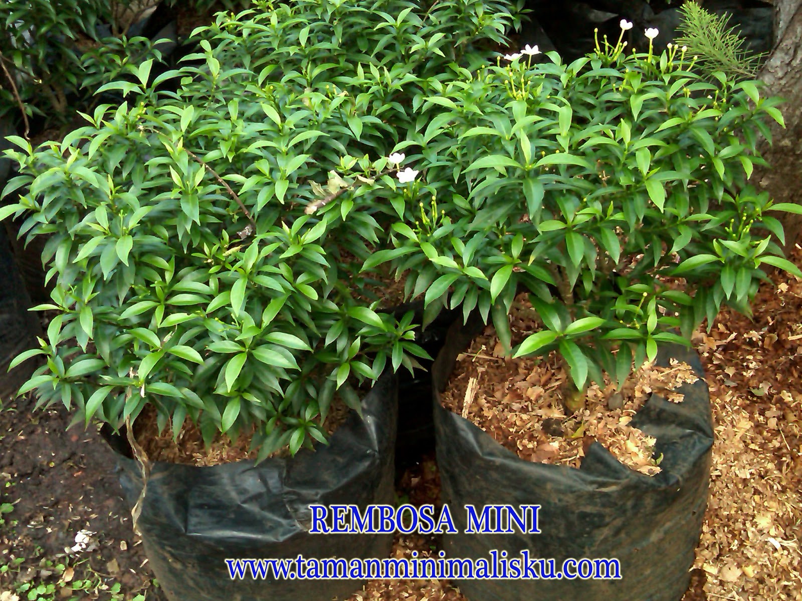 17+ Tanaman Hias Rombusa