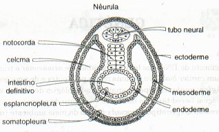 Sala BioQuímica: Fecundação e embriogênese
