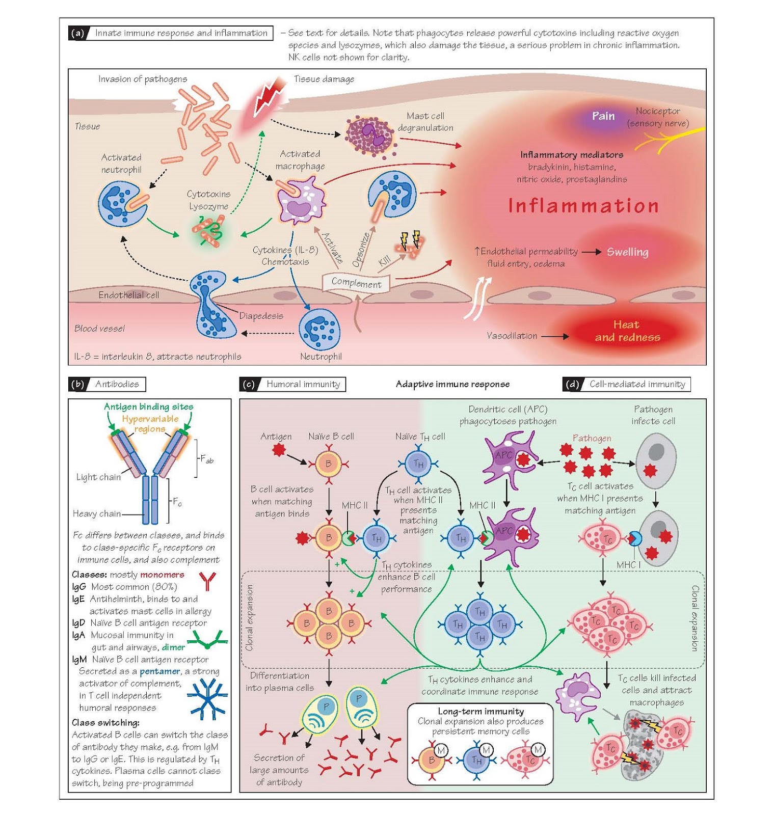 Defence Inflammation And Immunity - pediagenosis