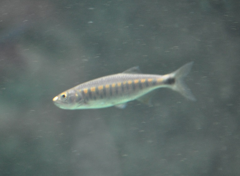 ZOOTOGRAFIANDO (6.100 ANIMALS): BARBO BANDEADO COBRIZO (Raiamas christyi)