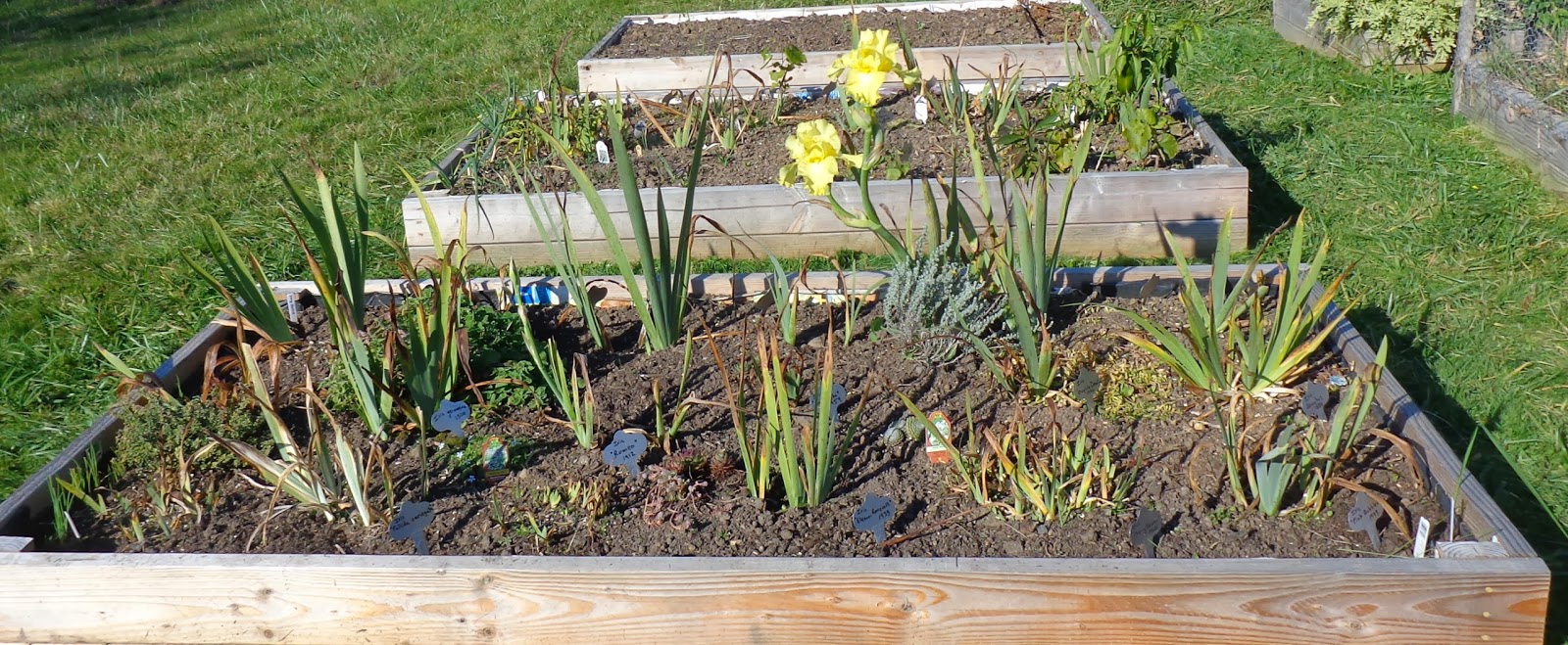 Daniel's Pacific NW Garden: Bearded Iris Beds, maintenance and ...