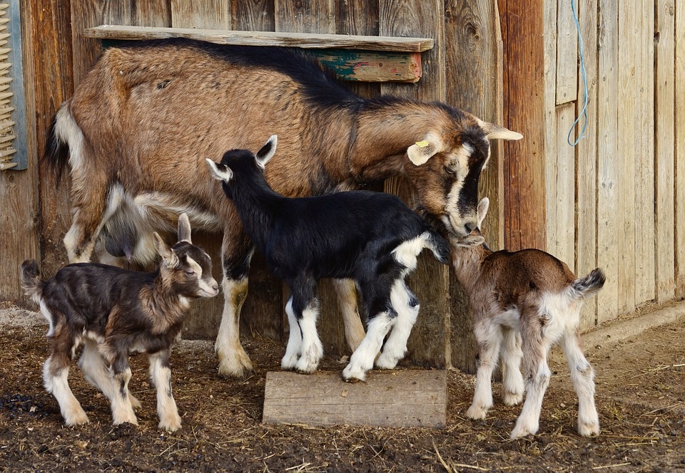 Cara Reproduksi dan Pemeliharaan Anak Kambing - Berhasil Ternak Kambing