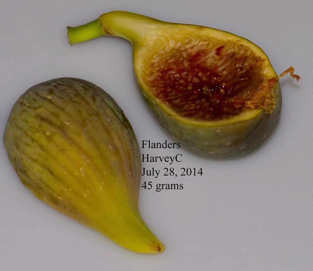 Flanders Fig - Var Tin