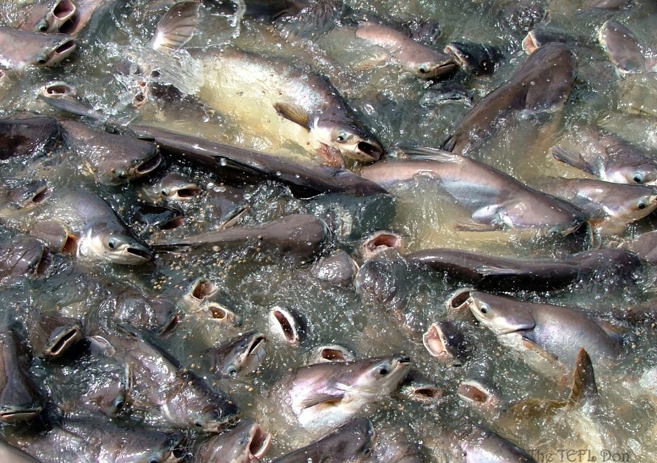 123travelguide.blogspot.com : Bangkok temple in Ayutthaya - Wat ...