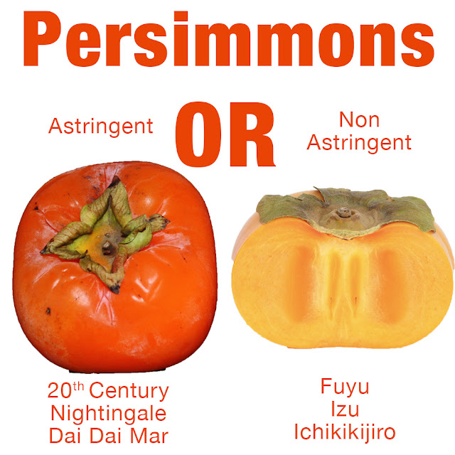 Daleys Fruit Tree Blog: Persimmon Fruit Trees - Choose Astringent or ...