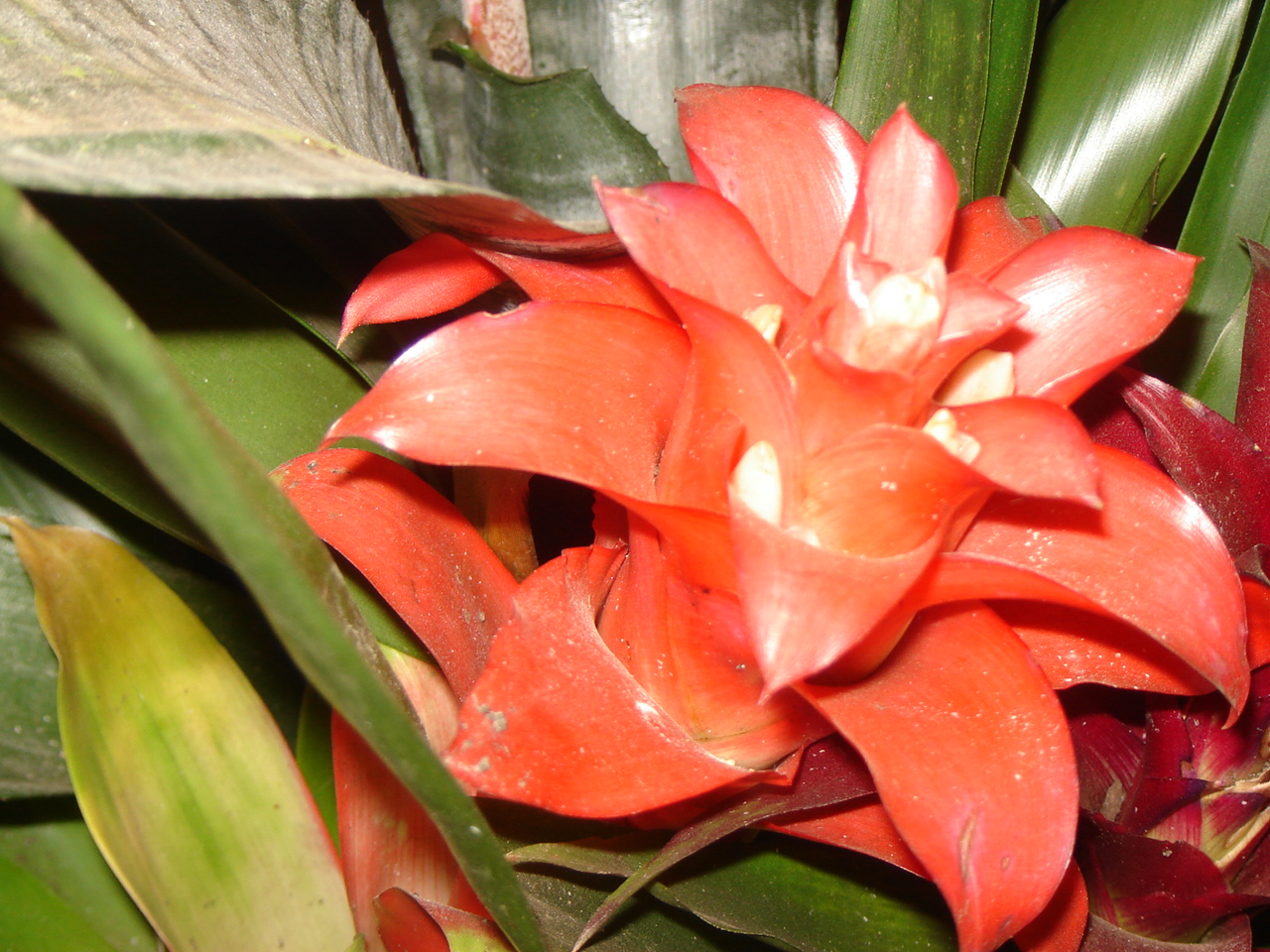 Imagens pra ver: Fotos de Bromélias