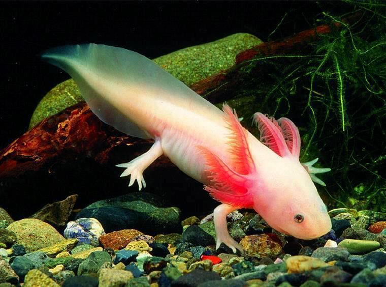 My amazing world: Axolotl, Mexican Walking Fish.