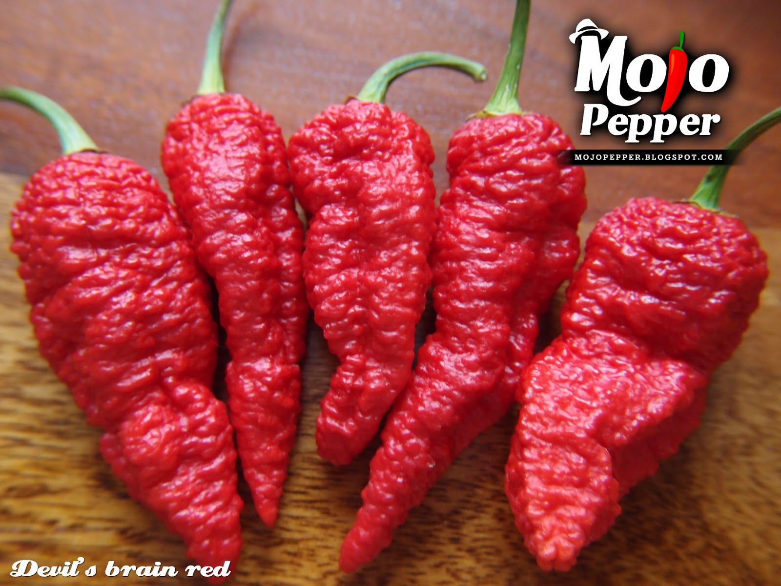 The Mojo Pepper - Just a Chili Pepper grower: Devil's Brain
