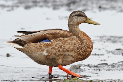 Universo Animal: pato-real