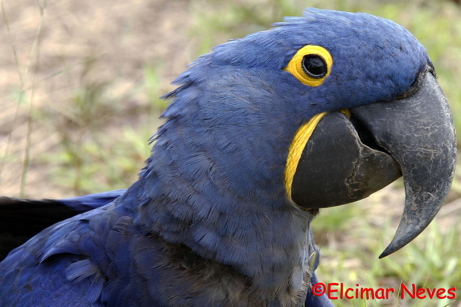 Elcimarfoto: Arara Azul