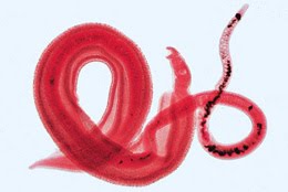 MICROBIOOLOGIA Y PARACITOLOGIA : HELMINTOS Y ENFERMEDADES DE HELMINTOS