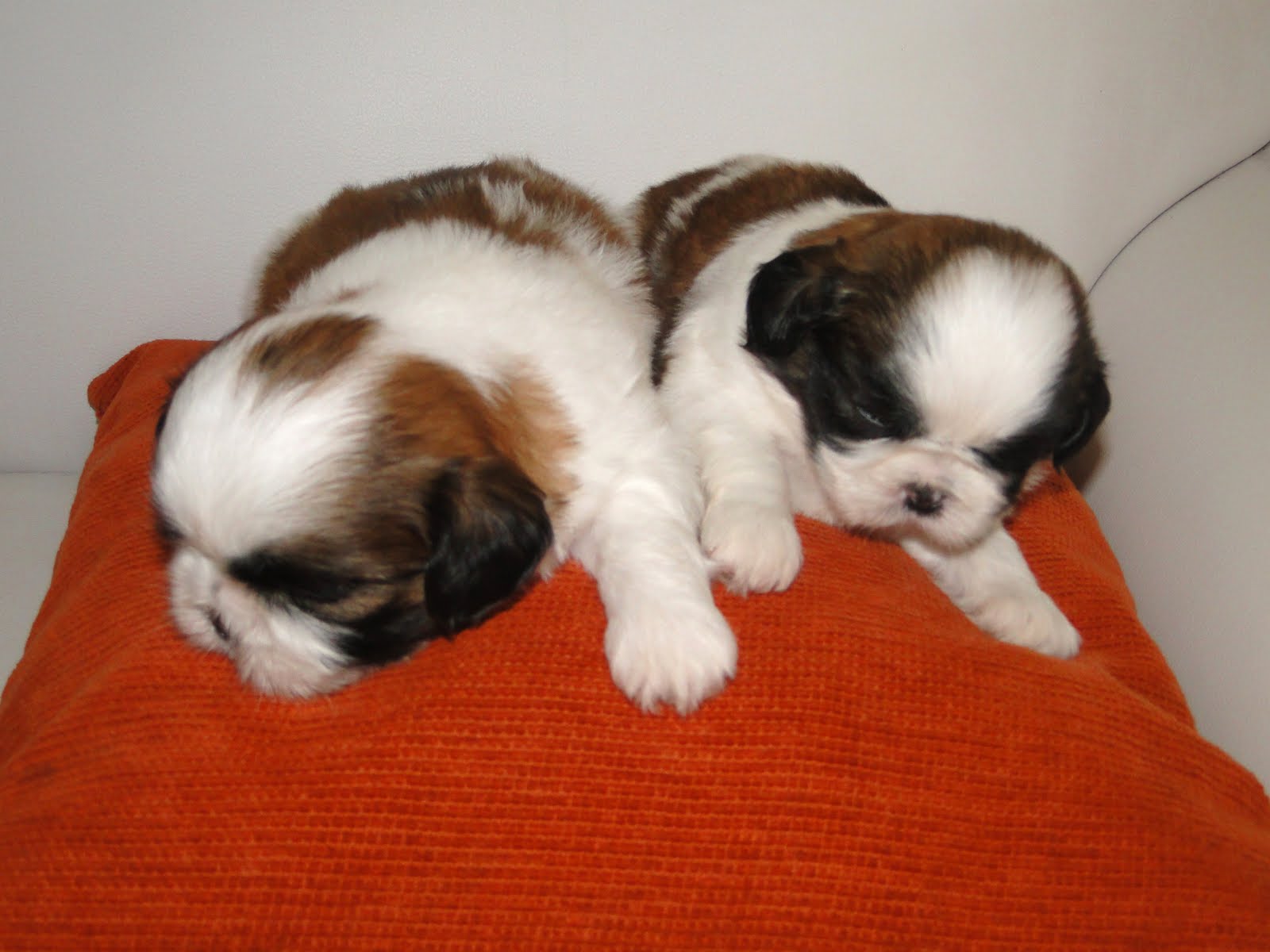 BabyPet: Filhotes Shih tzu