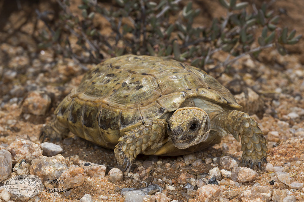 Genus Chersobius - Padloper Tortoise - Turtle of the World (Gallery)