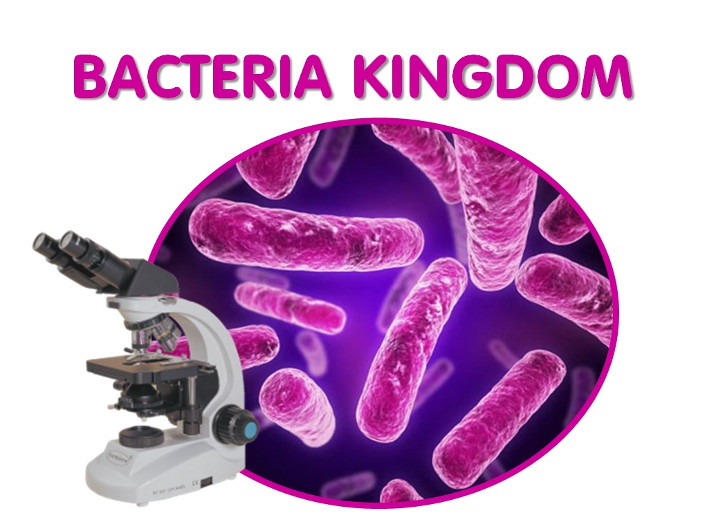5th Grade - Andrés Segovia: UNIT 1: Bacteria Kingdom