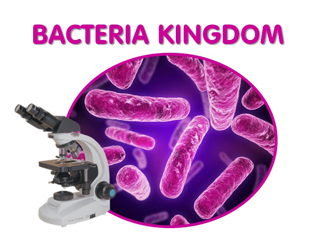 5th Grade - Andrés Segovia: UNIT 1: Bacteria Kingdom